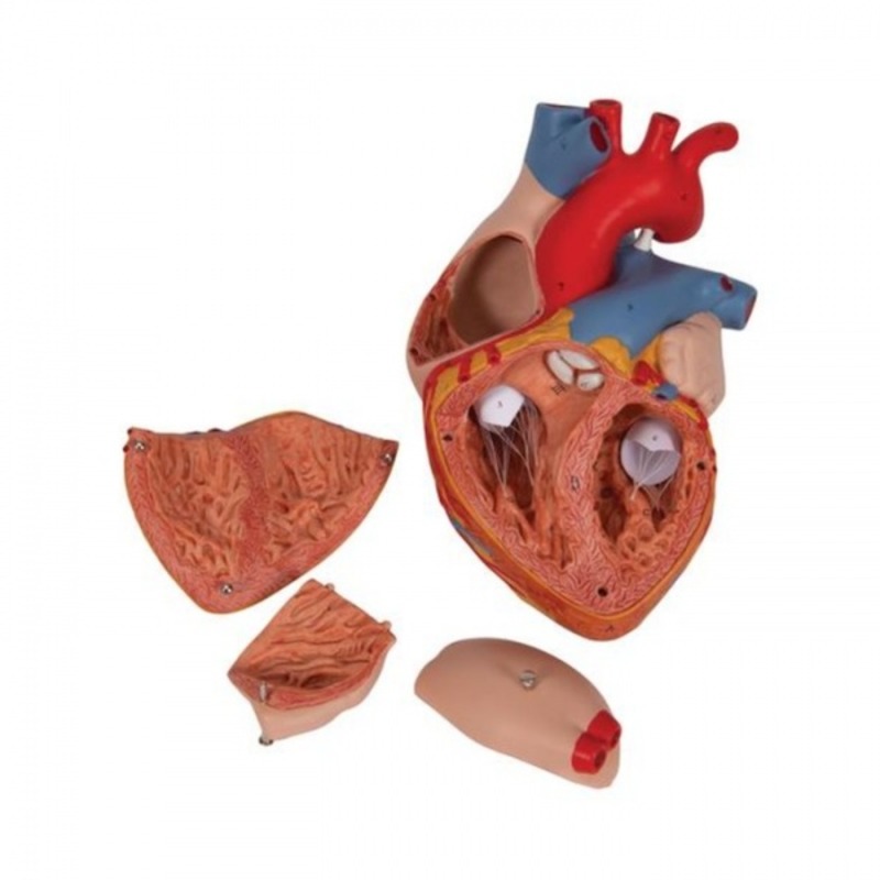 3B Scientific Multi-Part Human Heart Model - LabWorld.co.uk